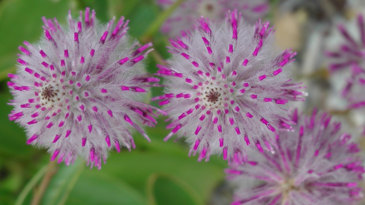 Pink Mulla Mulla